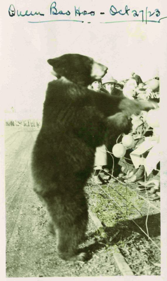 Bears and Gaels: Making sense of Queen’s symbolism - The Queen's Journal